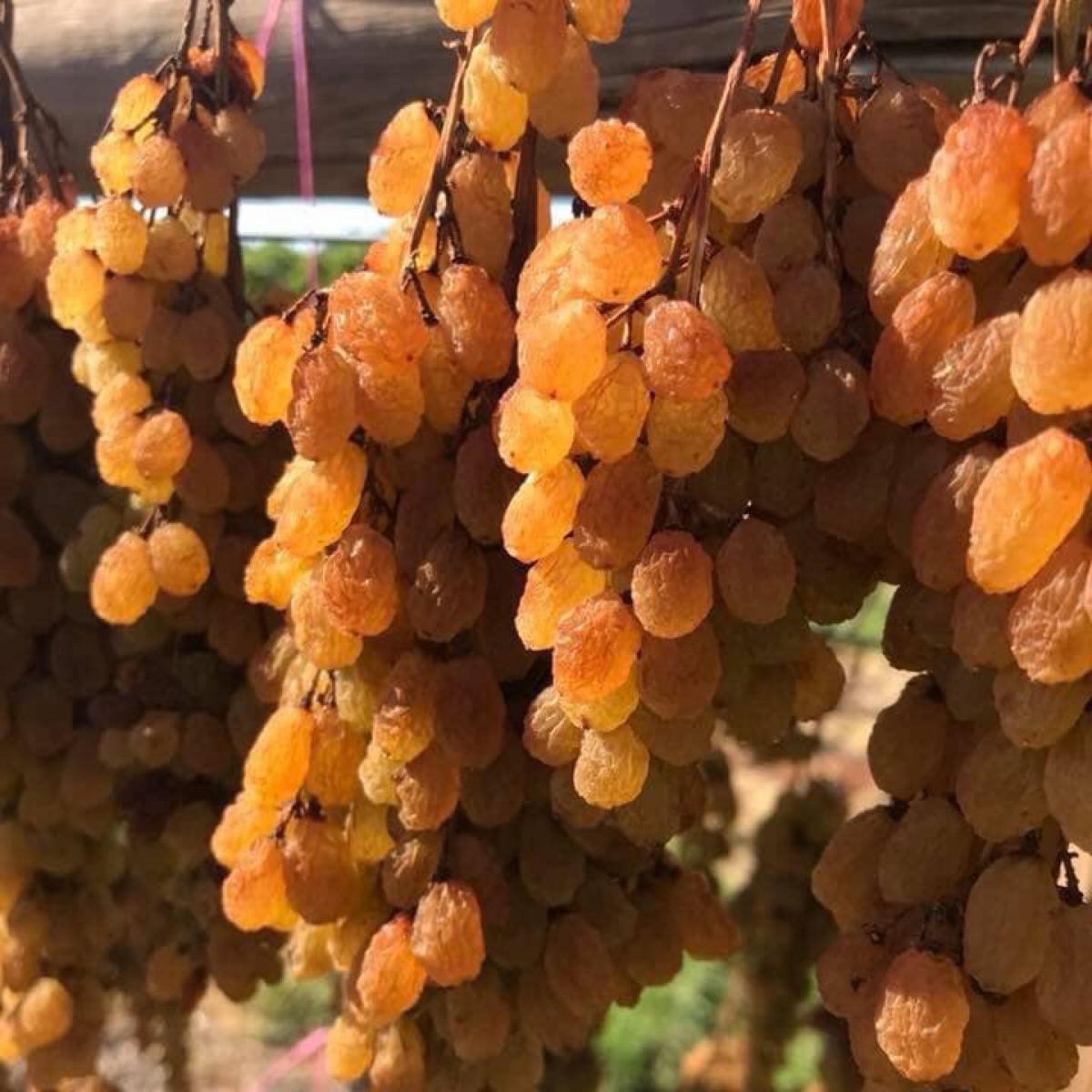 Quy trình sản xuất Nho khô Úc Sunraysia như thế nào?